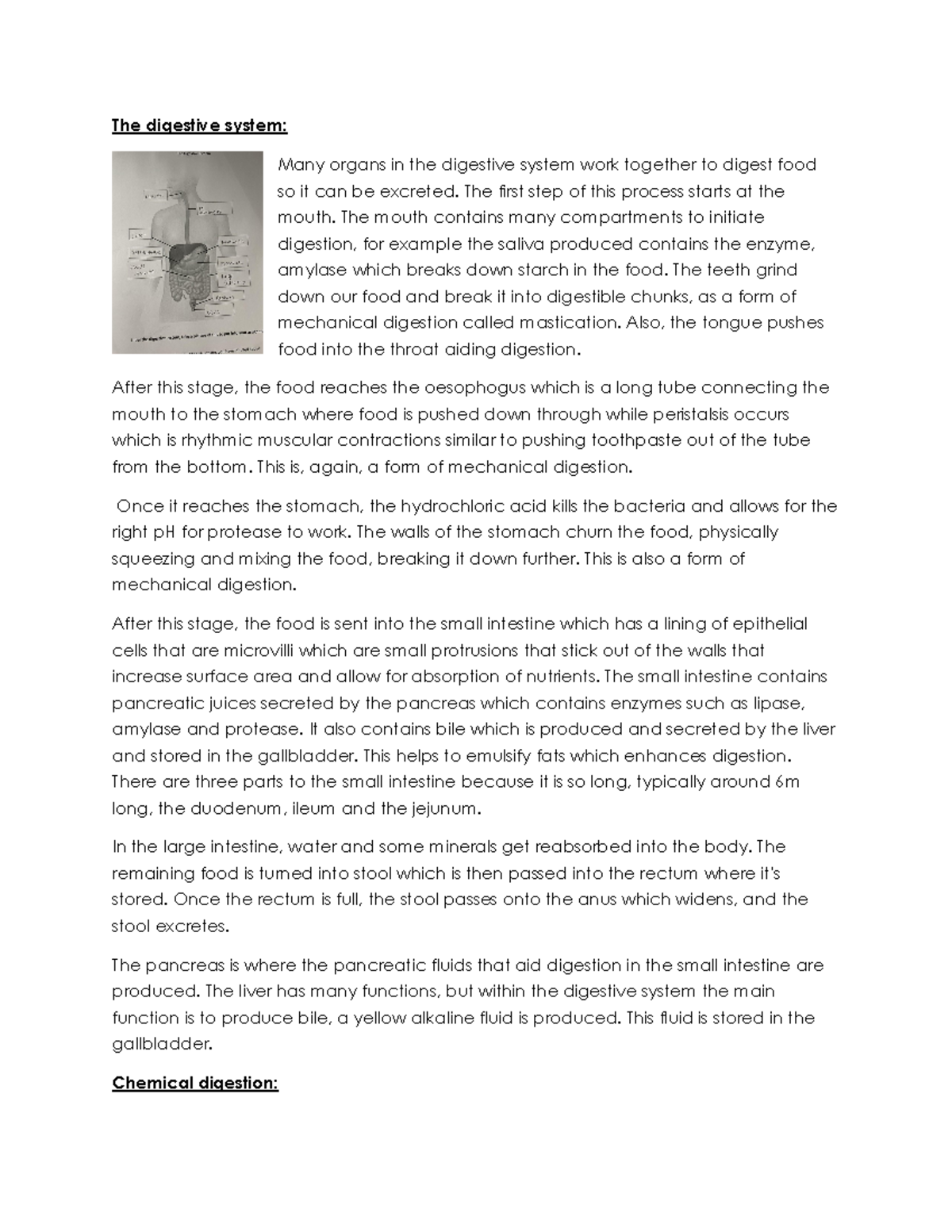 8C - coursework - The digestive system: Many organs in the digestive ...