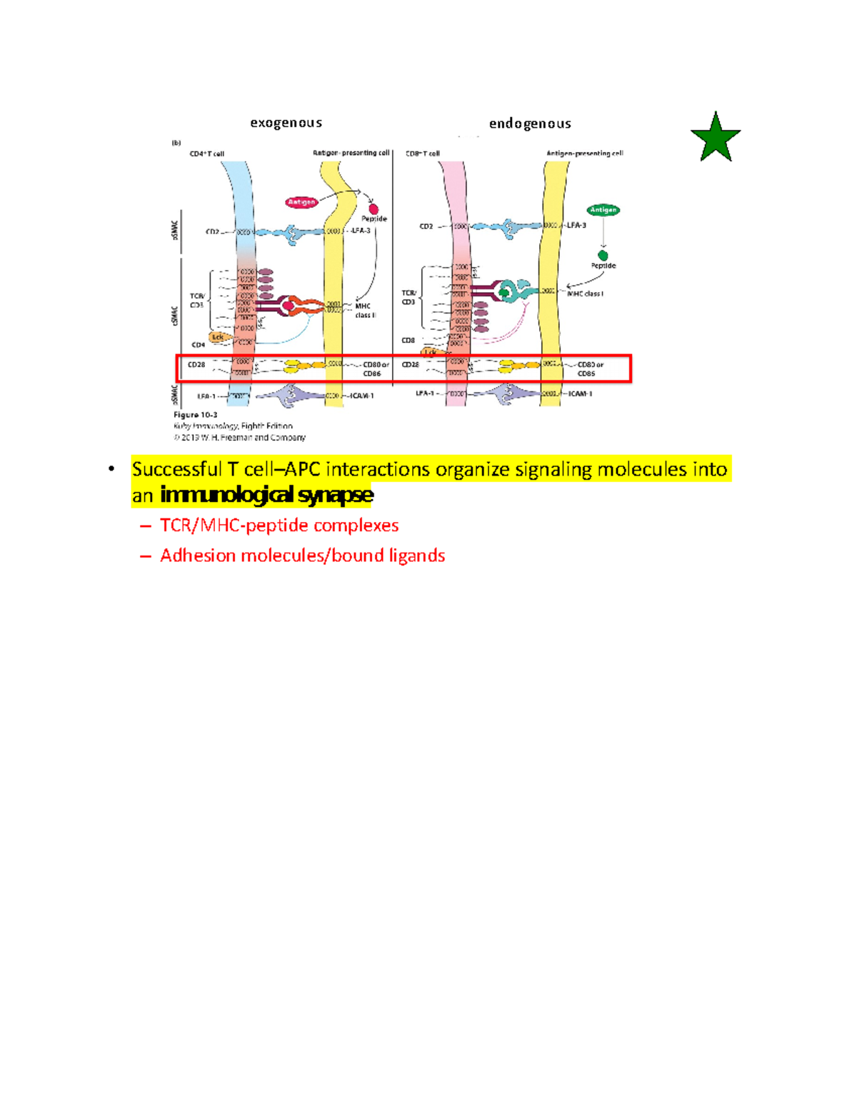 10 T cell activation - Successful T cell–APC interactions organize ...