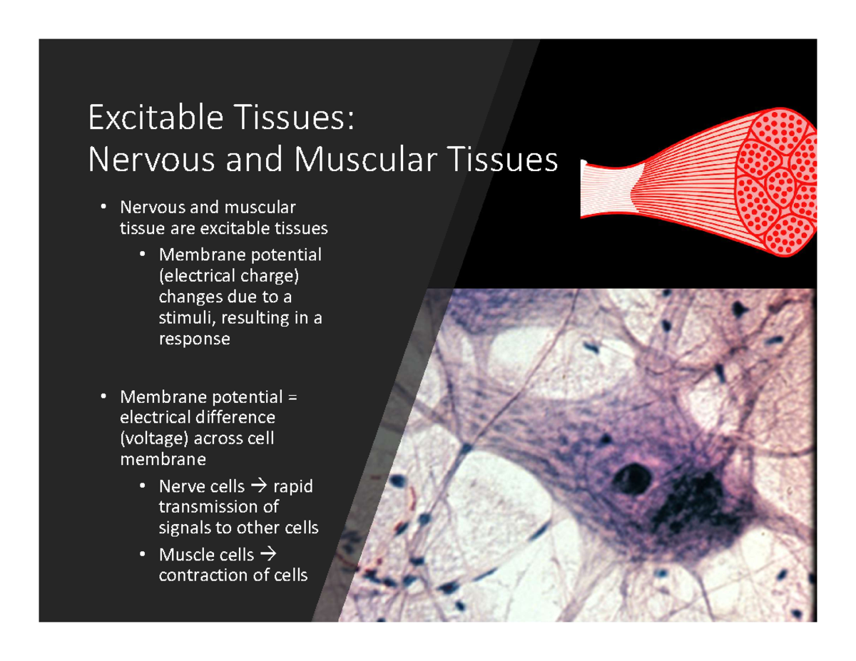 Lecture 2- Blood and Heart - ####### Excitable Tissues: ####### Nervous ...