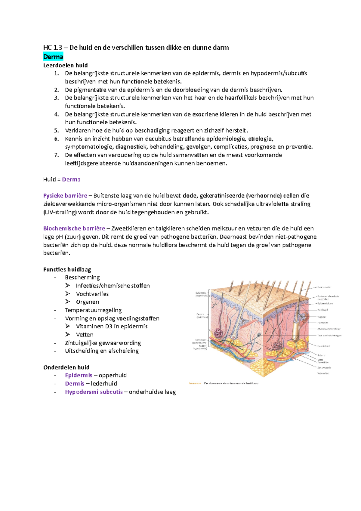 Anatomie huid en tractus digestivus - HC 1 – De huid en de verschillen ...