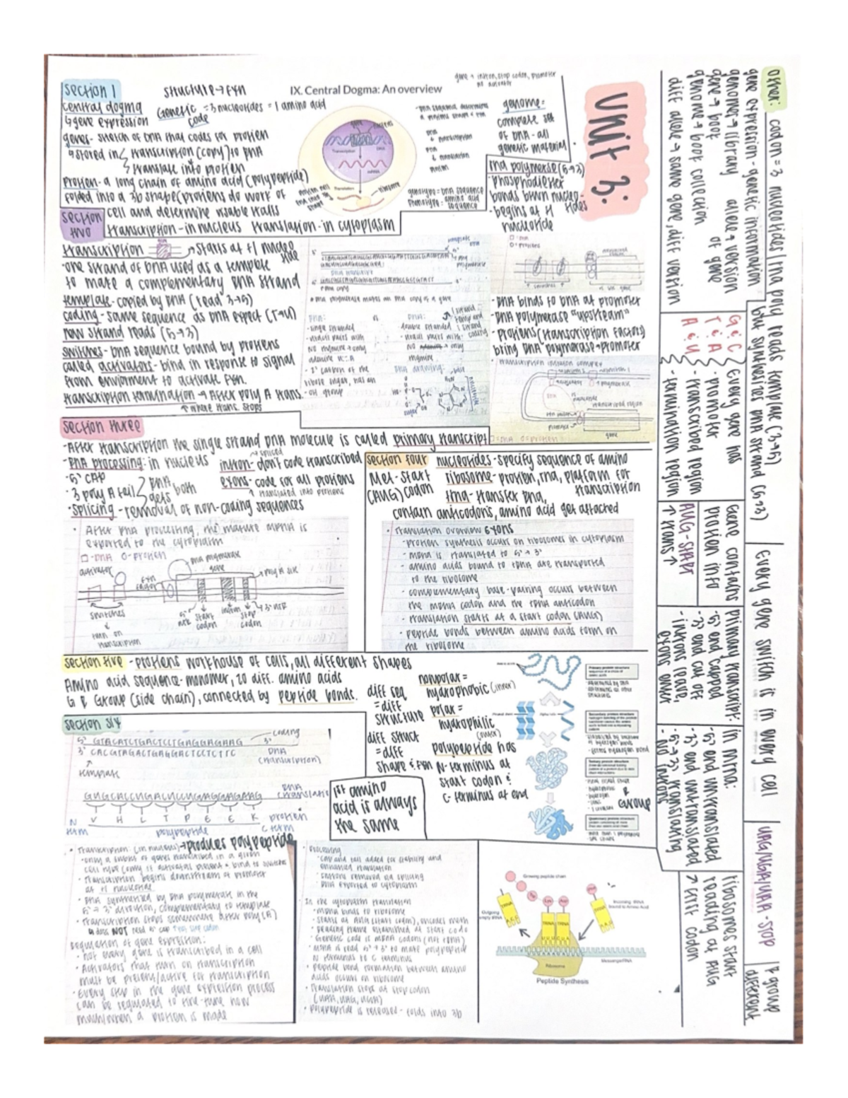 IX. Central Dogma An overview - BIO148 - Studocu
