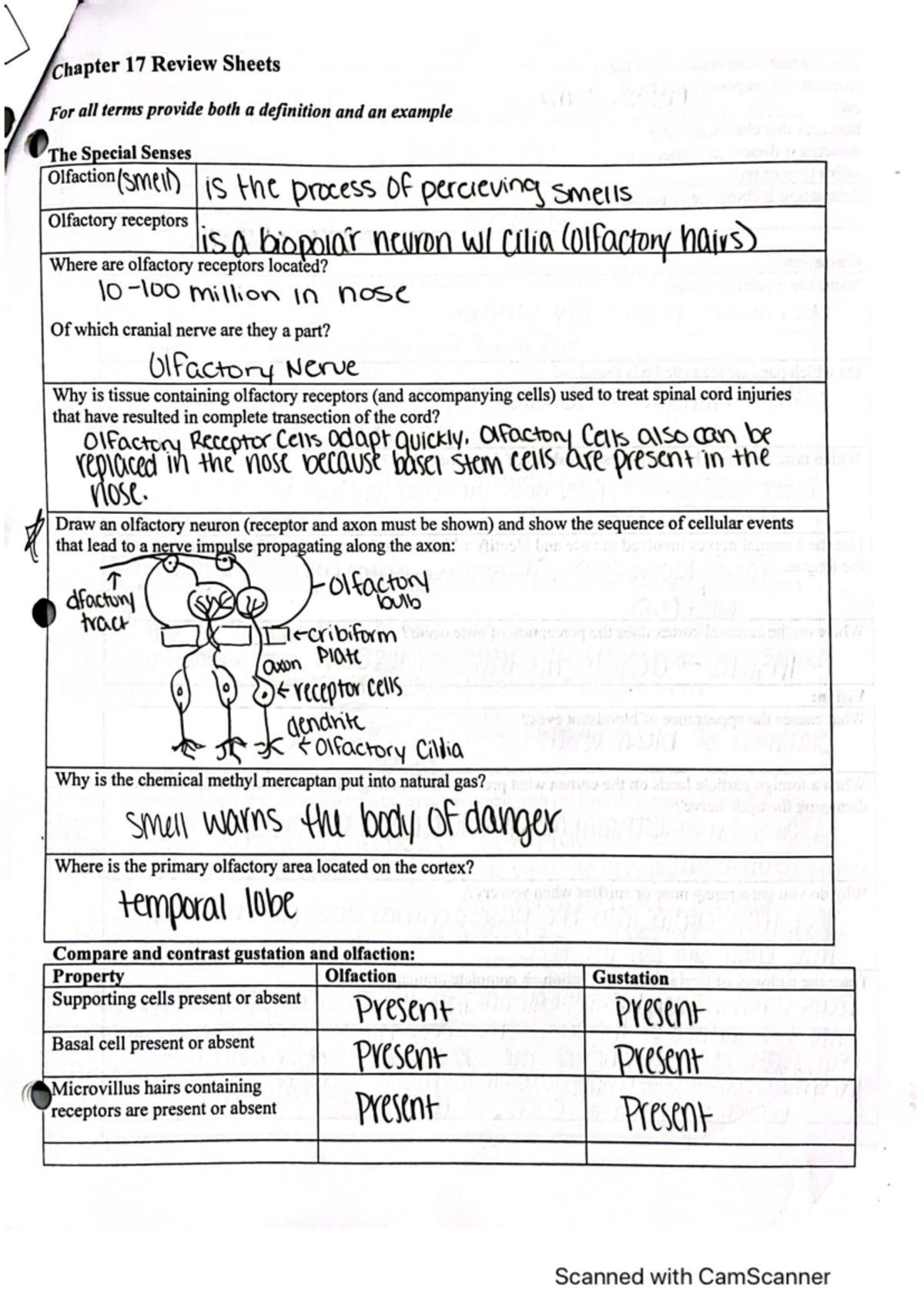 Chapter 17 Review Worksheet - (( Chapter 17 Review Sheets For all terms provide both a ...