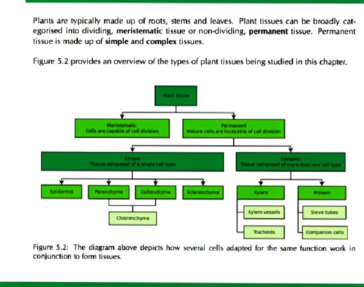 Adobe Scan 04 Aug 2024 - Breakdown of plant and animal tissue - Plan ts ...