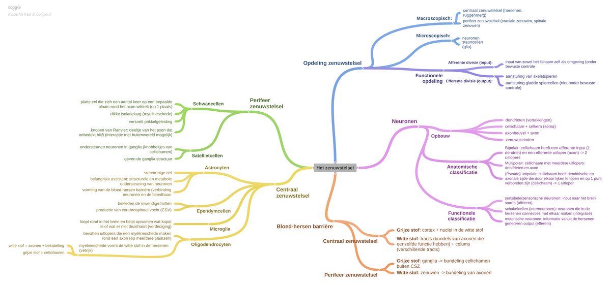 Het zenuwstelsel mindmap - Het zenuwstelsel Opdeling zenuwstelsel ...