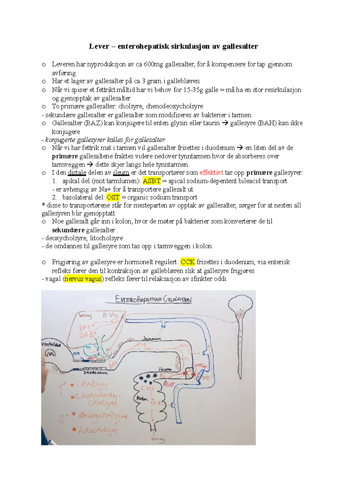 Lever - enterohepatisk sirkulasjon - Studocu