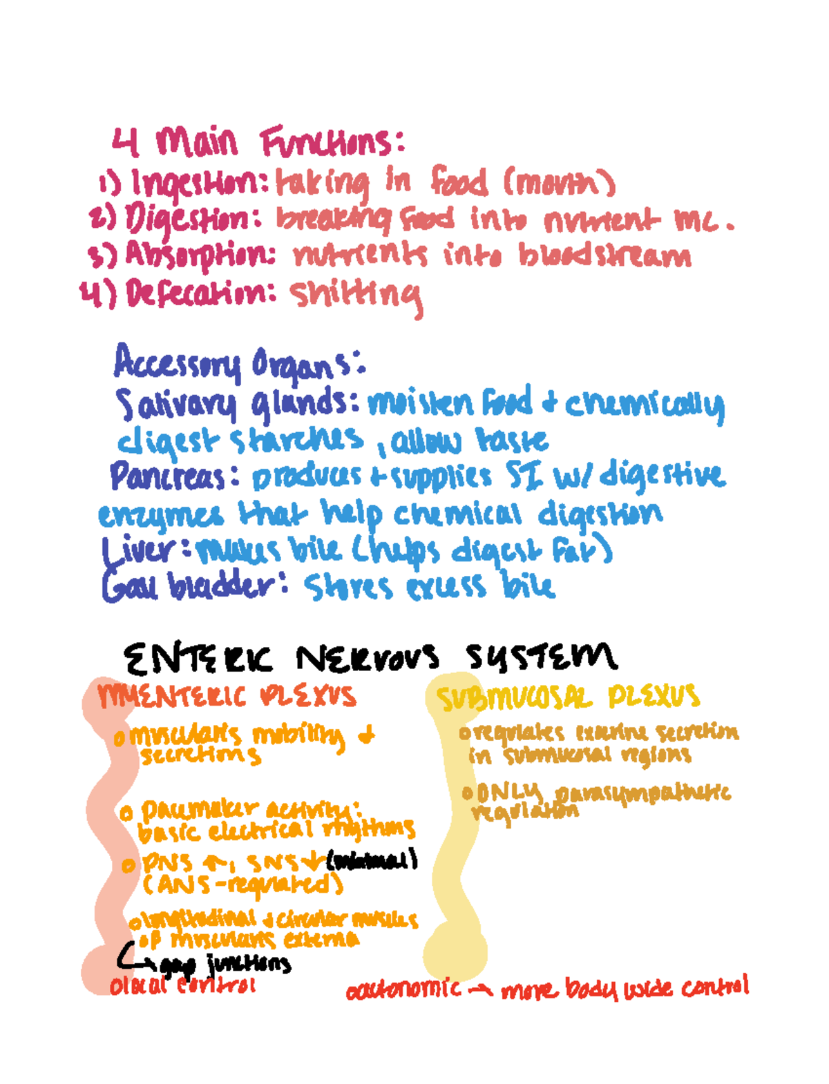 GI tract notes 1 - Color-coded and detailed outline and drawings of the ...