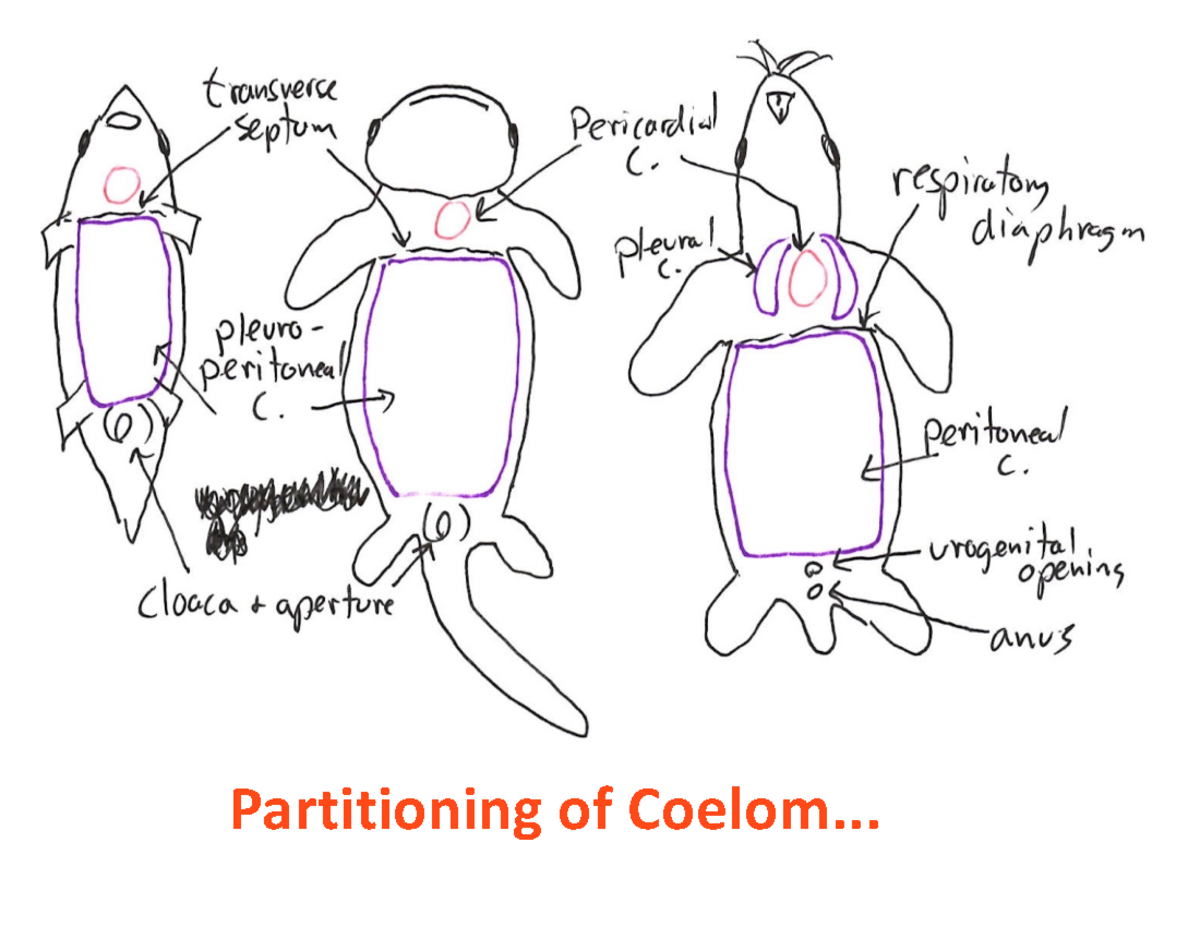 Viscera Scales Head Tails And Fins Are Removed at Harry Gutierrez blog