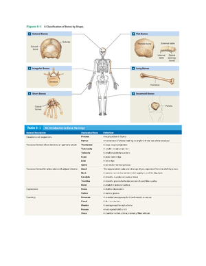 Muscular System - Figure Muscle Types Based on Pattern of Fascicle ...