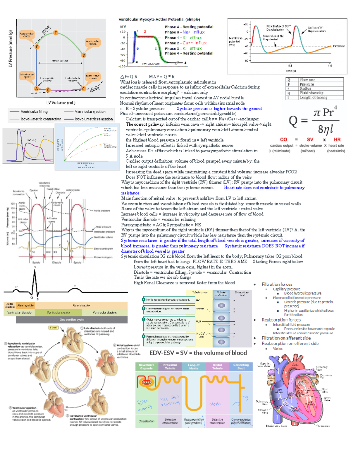 Physio Midterm 2 cheat sheet - P=Q·R MAP = Q * R What ion is released from sarcoplasmic ...