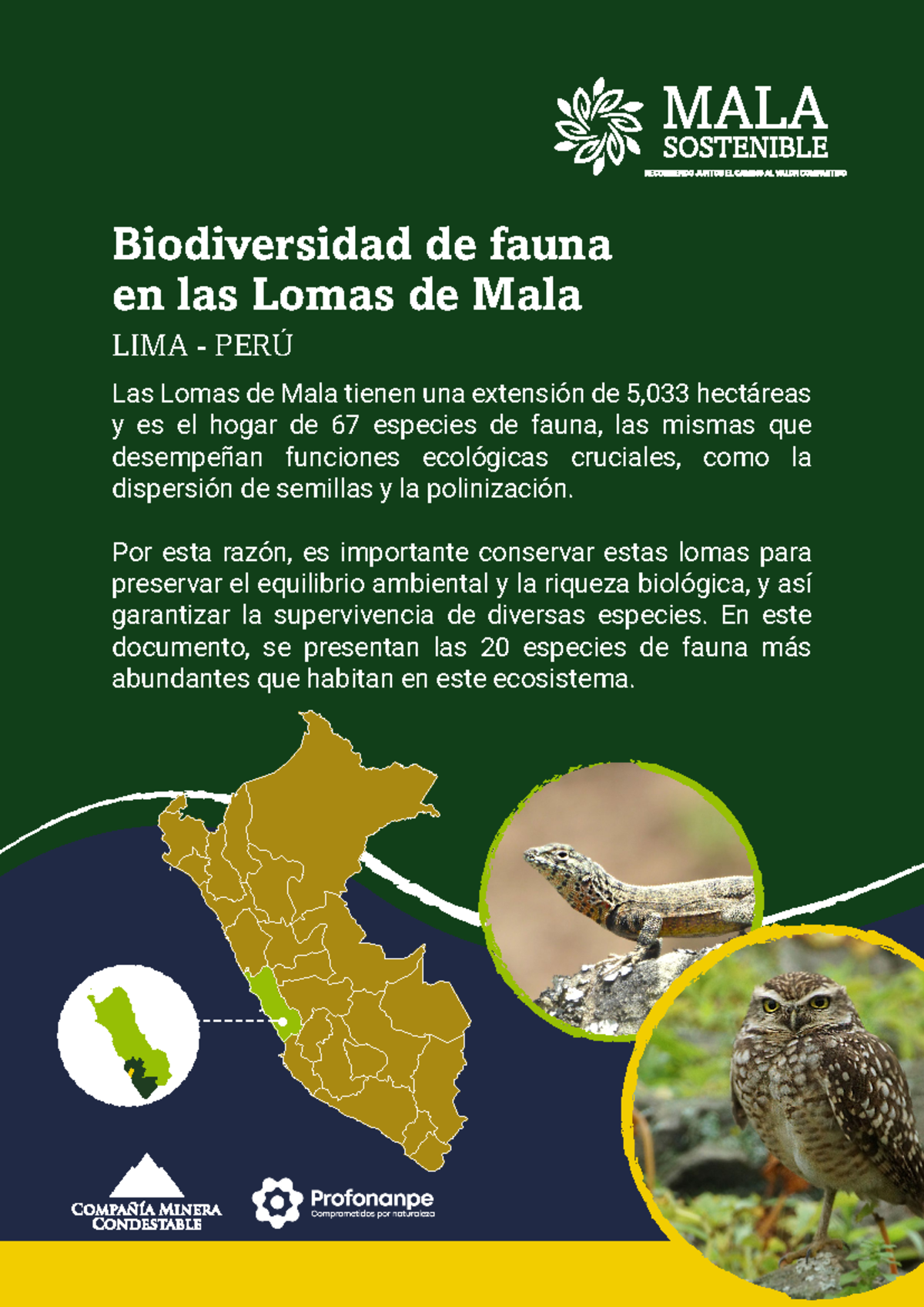 Fauna de las Lomas de Mala - Biodiversidad de fauna en las Lomas de ...