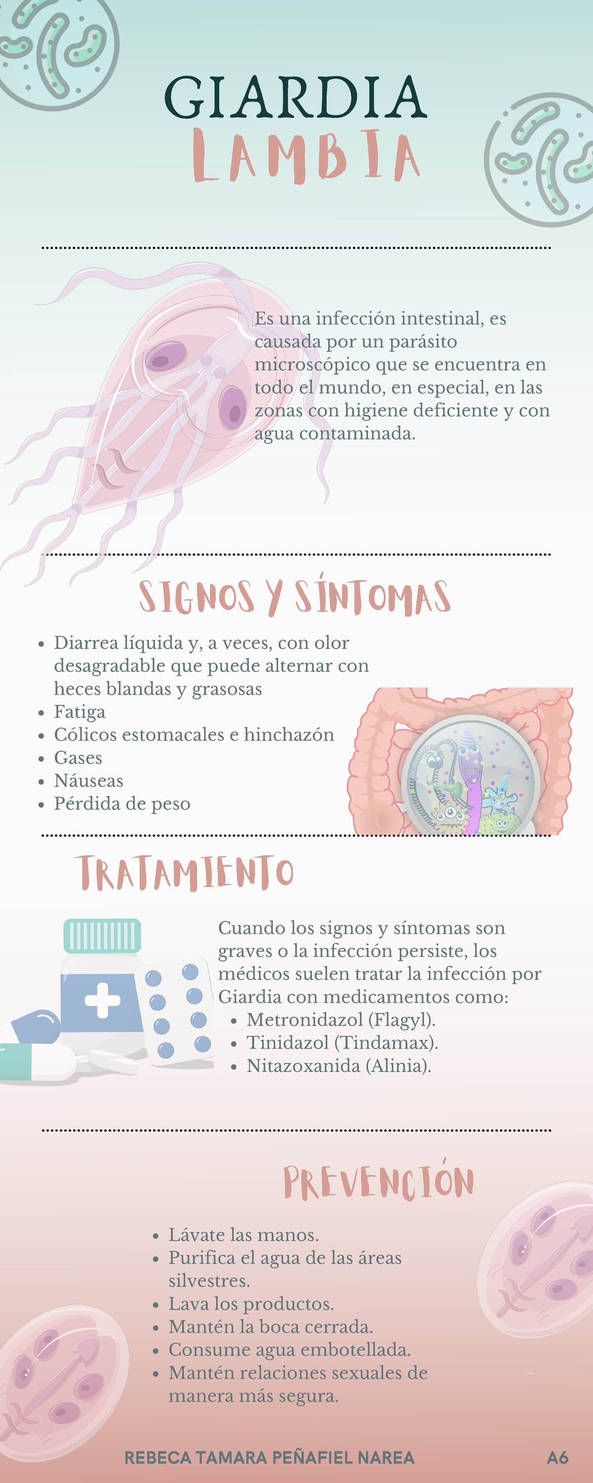 Giardia Lambia - Es una infección intestinal, es causada por un ...