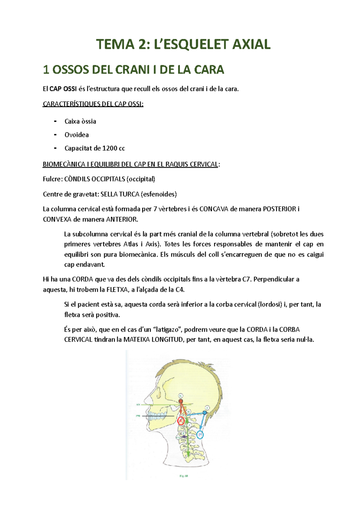 L' Esquelet Axial - apunts classe - TEMA 2: L’ESQUELET AXIAL 1 OSSOS ...
