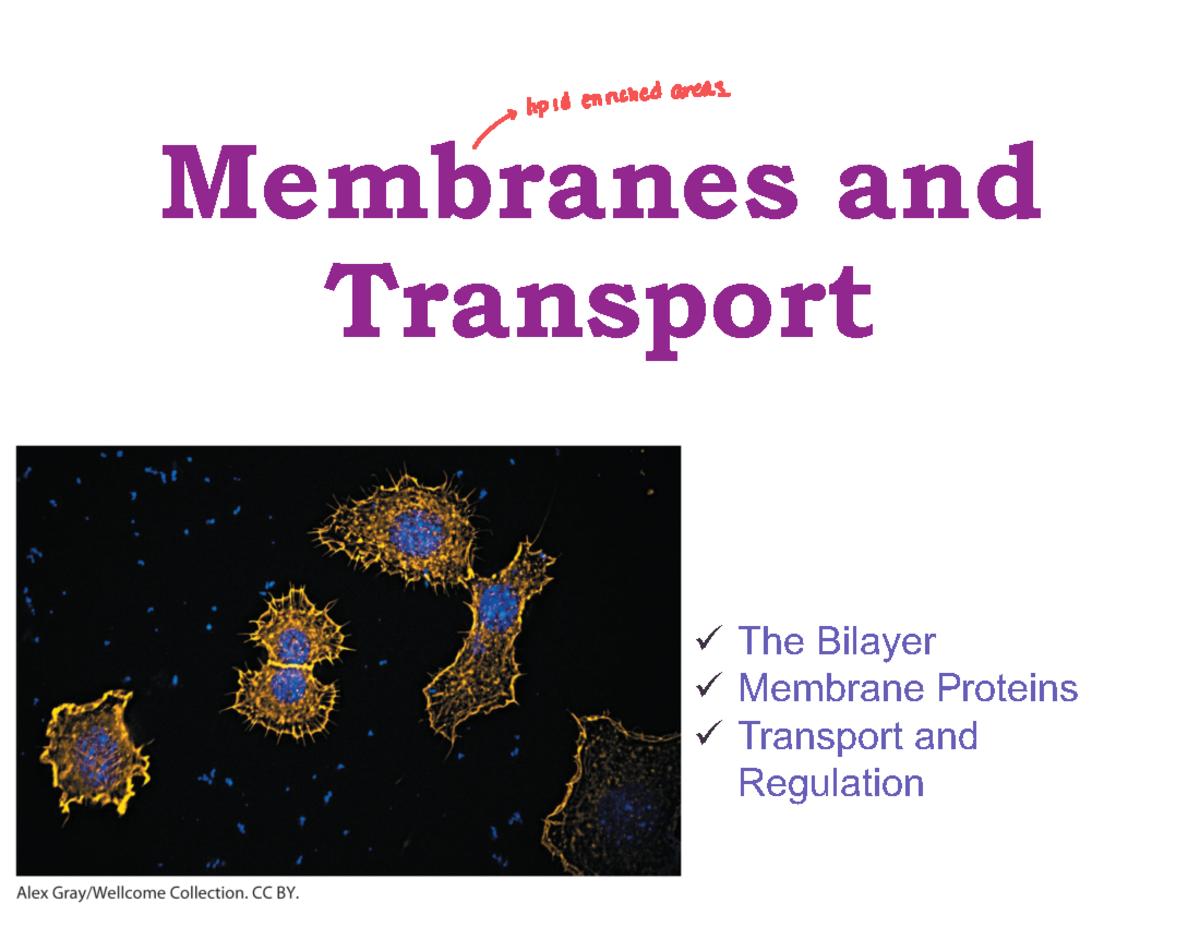 Biomembranes And Transport - Membranes and Transport ü The Bilayer ü ...