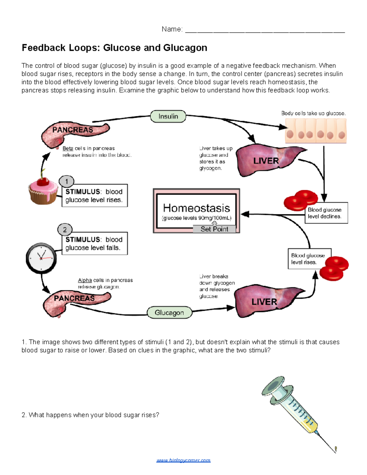Glucose Feedback loops - Name ...
