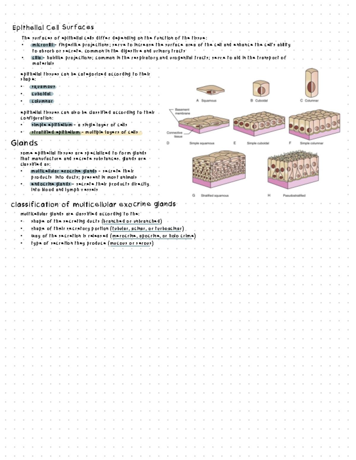 Animal Anatomy and Physiology Lectures 2 - Epithelial Cell Surfaces The ...