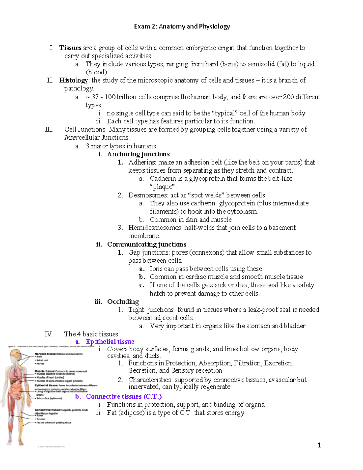 Anatom Exam 2 Notes 2 I Tissues Are A Group Of Cells With A Common