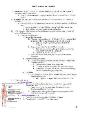 18-1 Prelab - veins in the body - Cardiovascular System—Part II: Blood ...