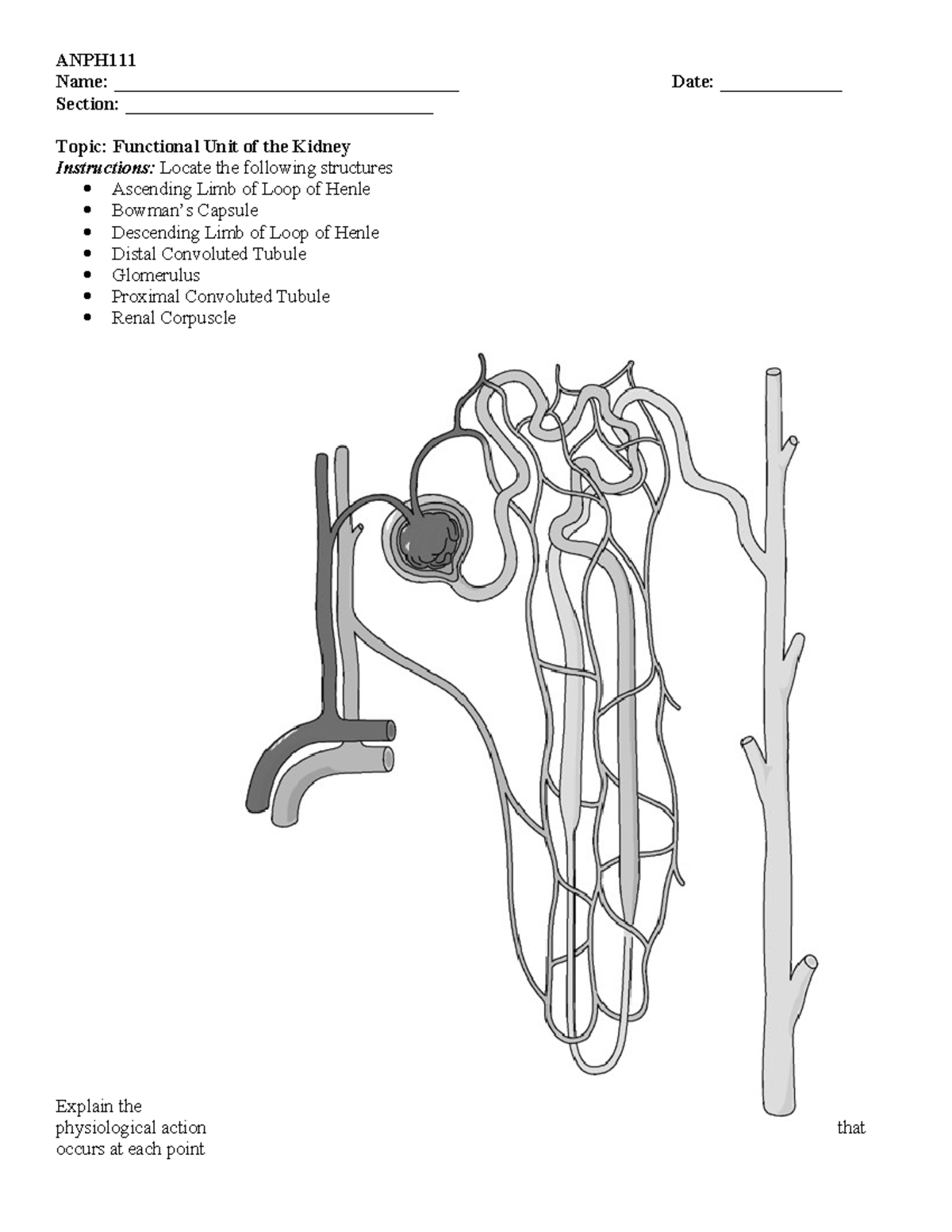 ANPH111 Lab Activity Nephron - BS Psychology - ANPH Name