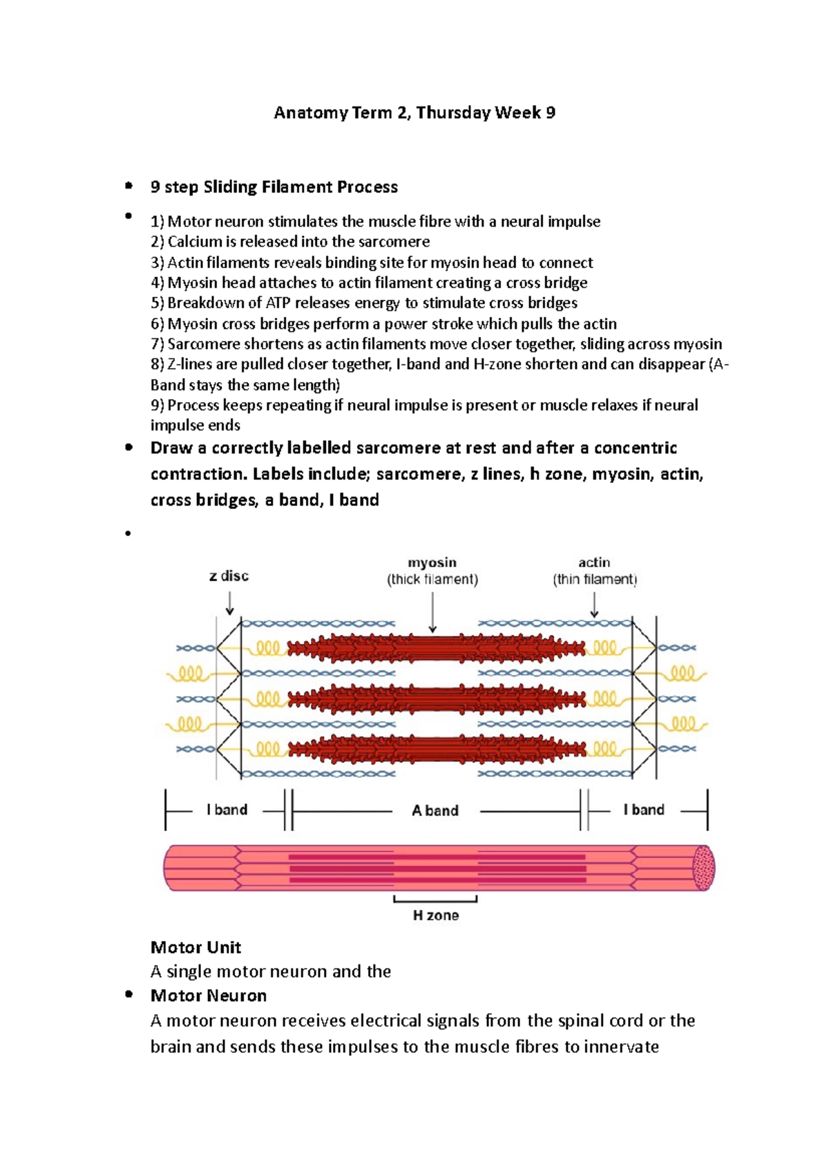 Anatomy Definitions List - Anatomy Term 2, Thursday Week 9 9 step ...