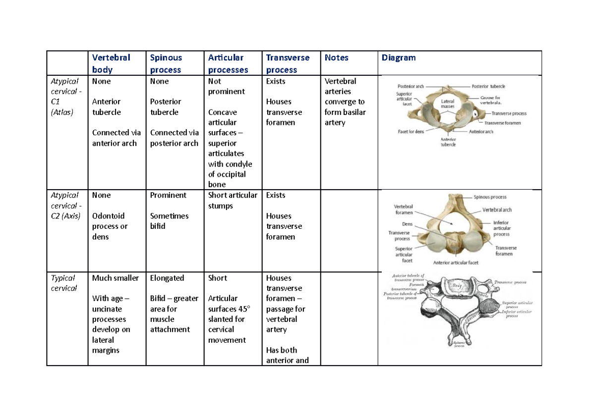 Vertebral types - Vertebral body Spinous process Articular processes ...