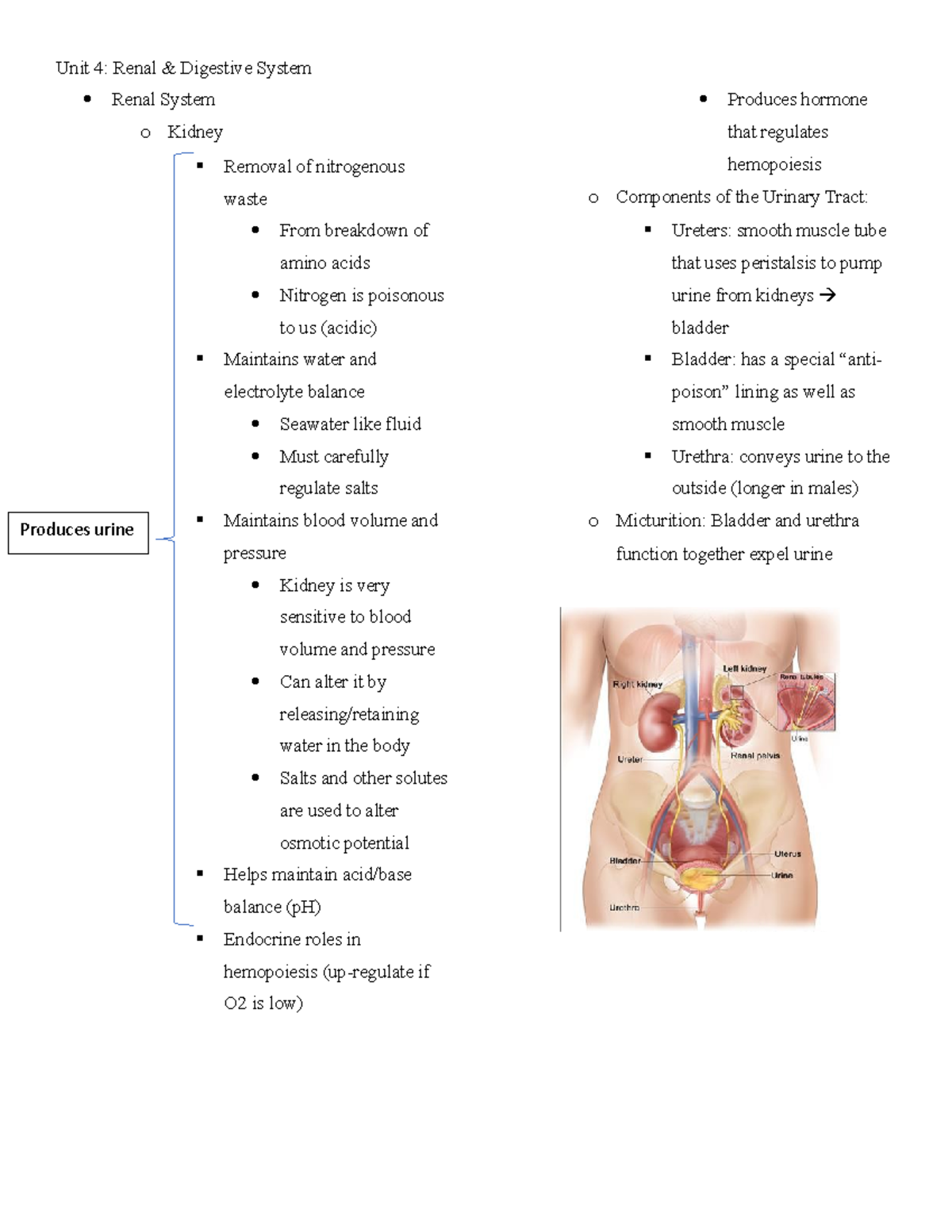 BIO 202- Renal & Digestive System - Unit 4: Renal & Digestive System ...