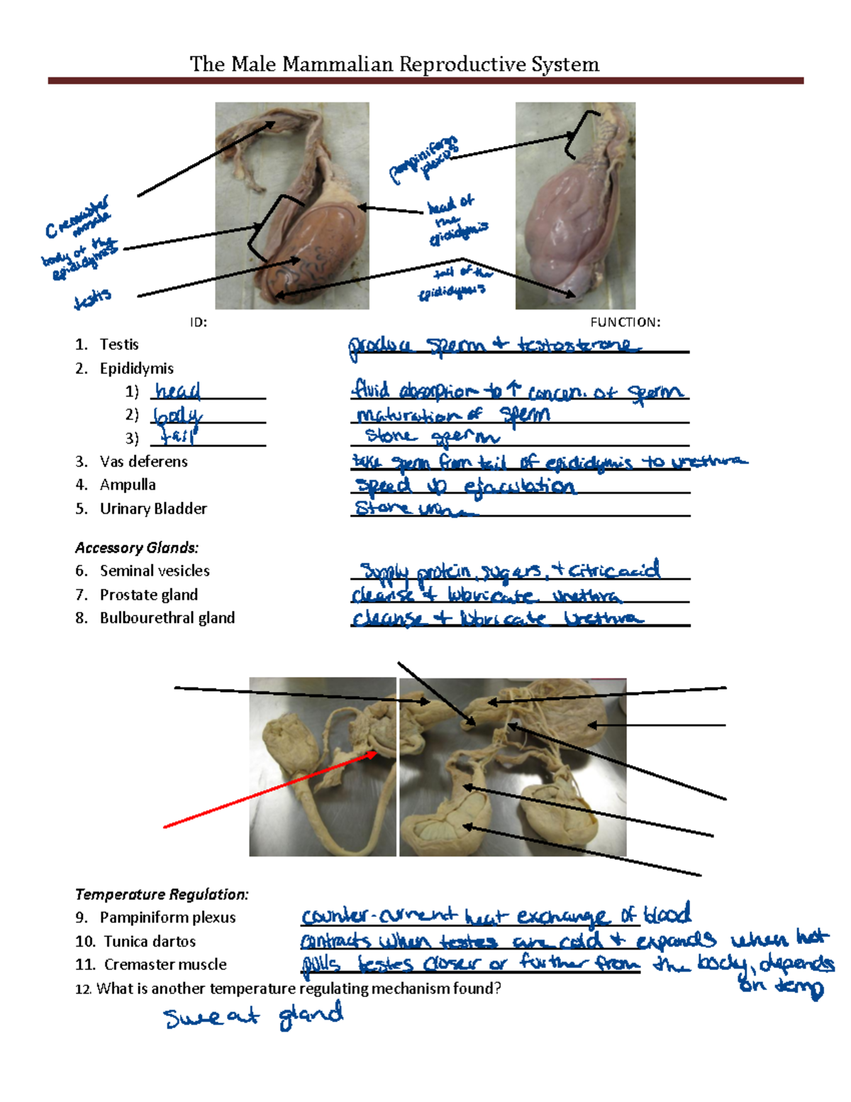 Male+Repro+Review - An s 214 lab - The Male Mammalian Reproductive ...