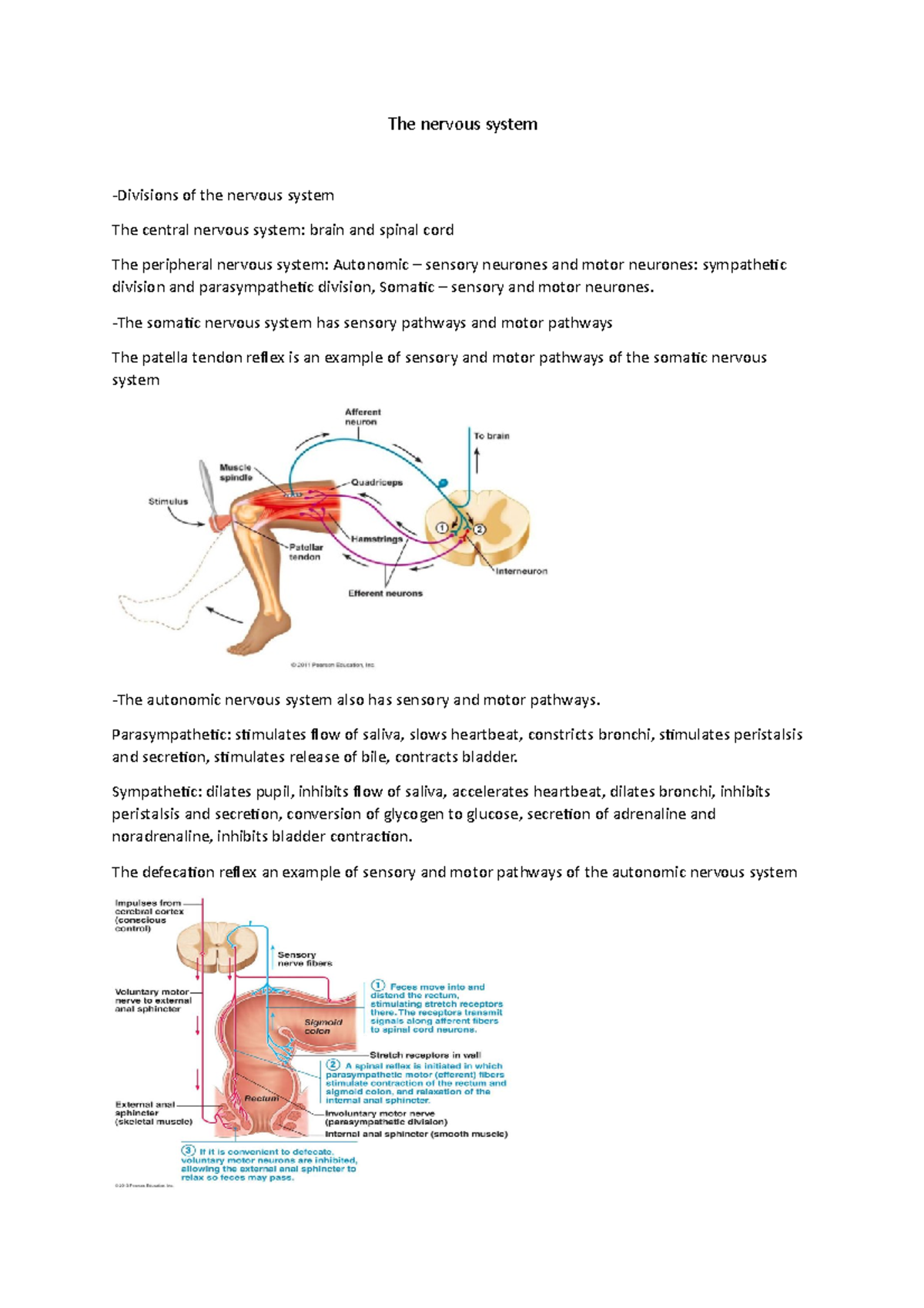 The nervous system(module 2) - The nervous system -Divisions of the ...