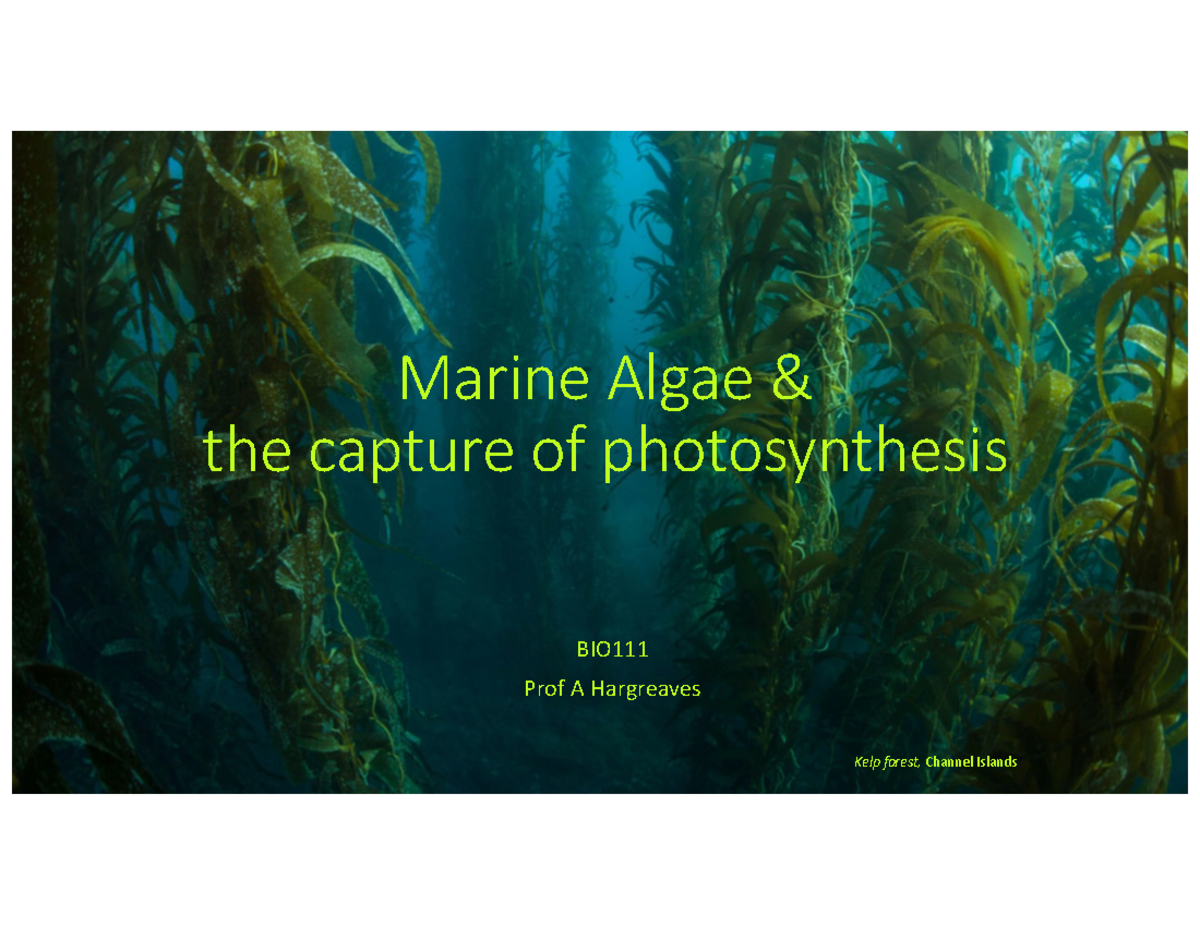 BIOL111 Marine Algae Lecture 9 - Marine Algae & the capture of ...