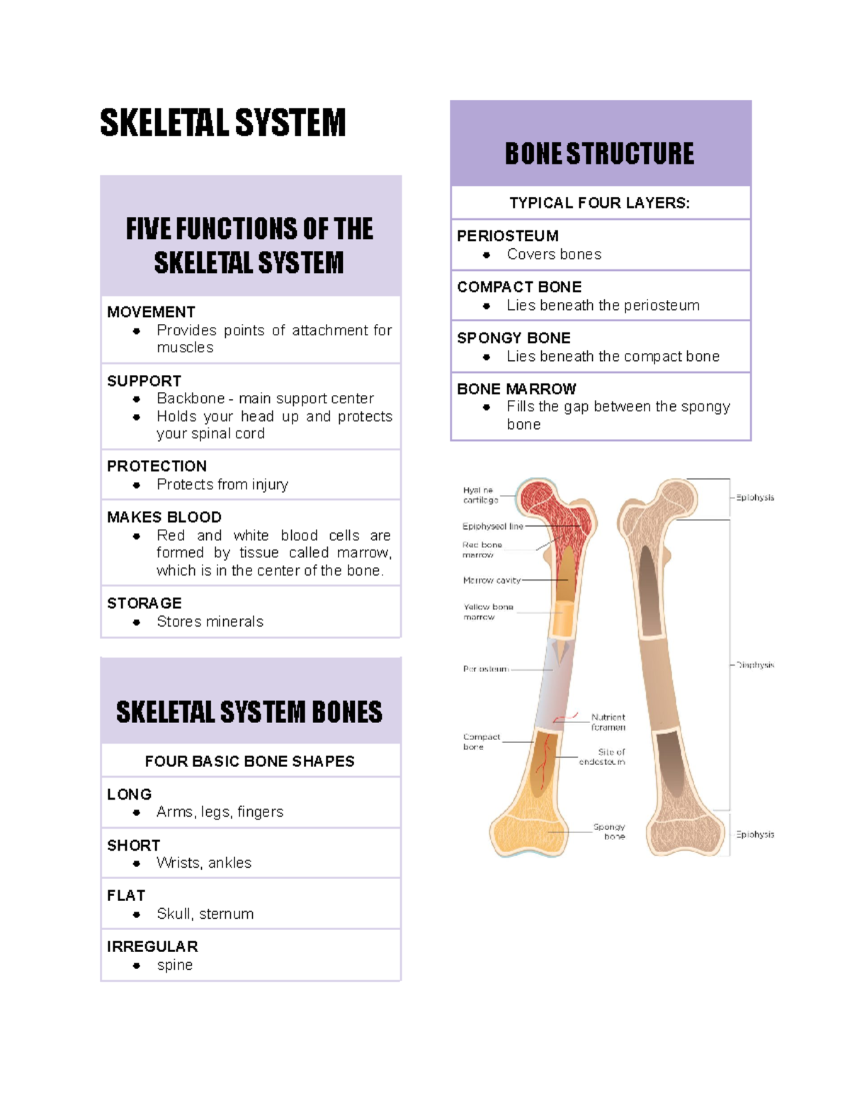 Skeletal System - SKELETAL SYSTEM FIVE FUNCTIONS OF THE SKELETAL SYSTEM ...