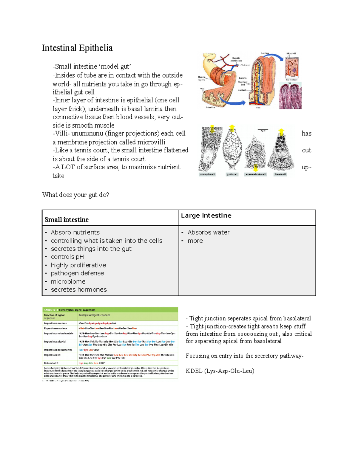 Intestinal Epithelia - Intestinal Epithelia -Small intestine ‘model gut ...