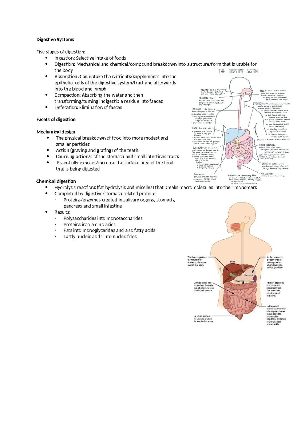Digestive Systems assessment part 1A - Digestive Systems Five stages of digestion: Ingestion ...