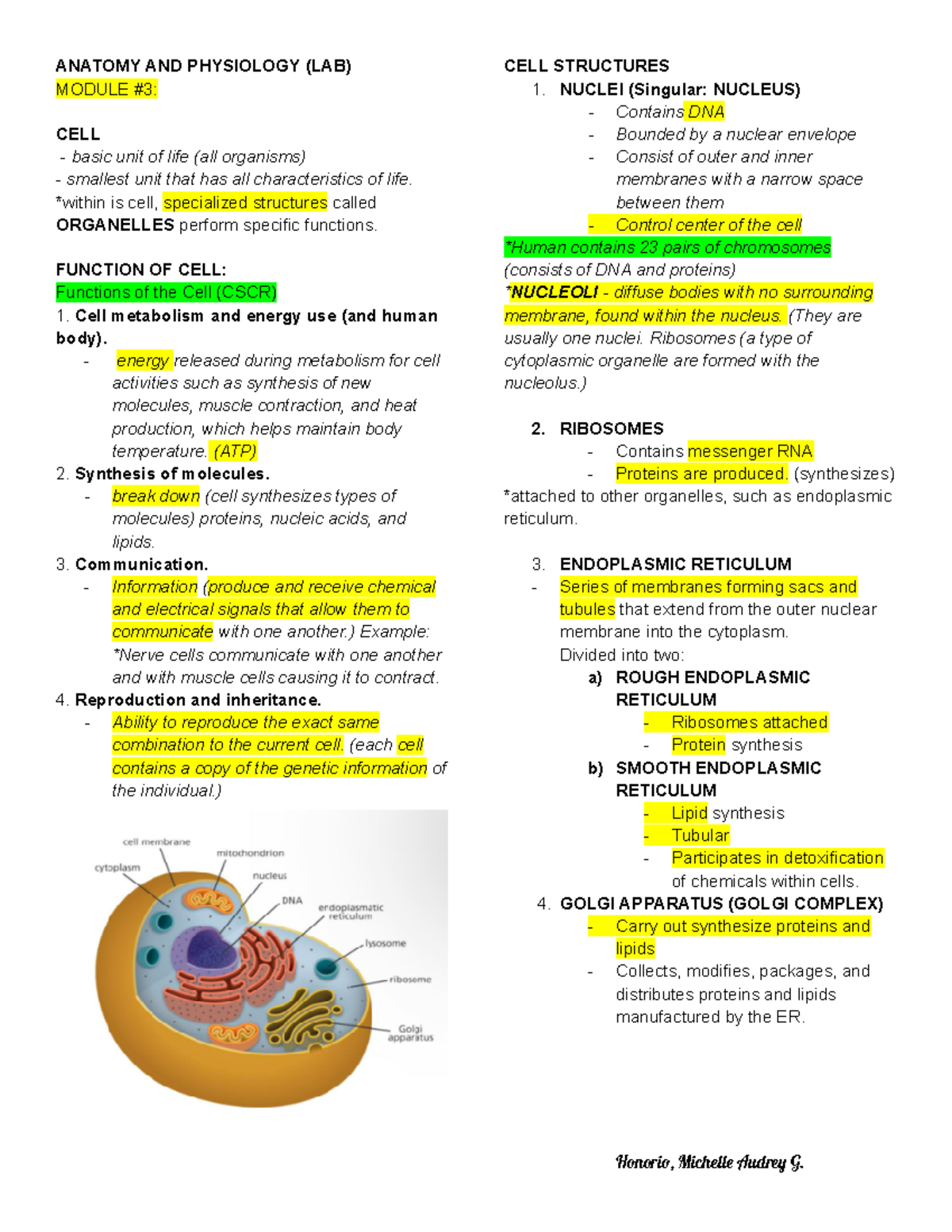 Anatomy AND Physiology (LAB) MOD 3 - ANATOMY AND PHYSIOLOGY (LAB ...