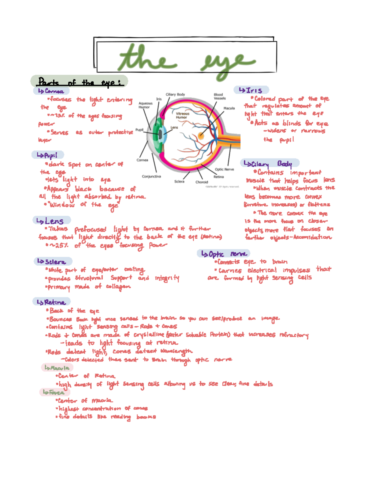 The Eye and Perception - How the eyes work with details about how light ...