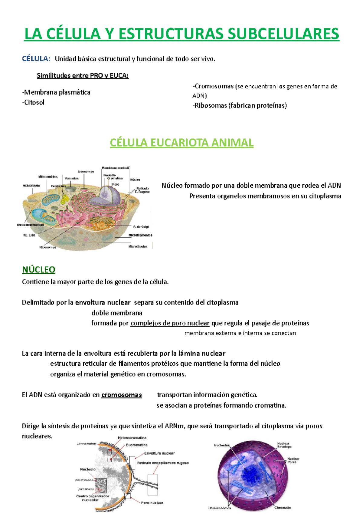 LA Célula Y Estructuras Subcelulares - LA Y ESTRUCTURAS SUBCELULARES ...