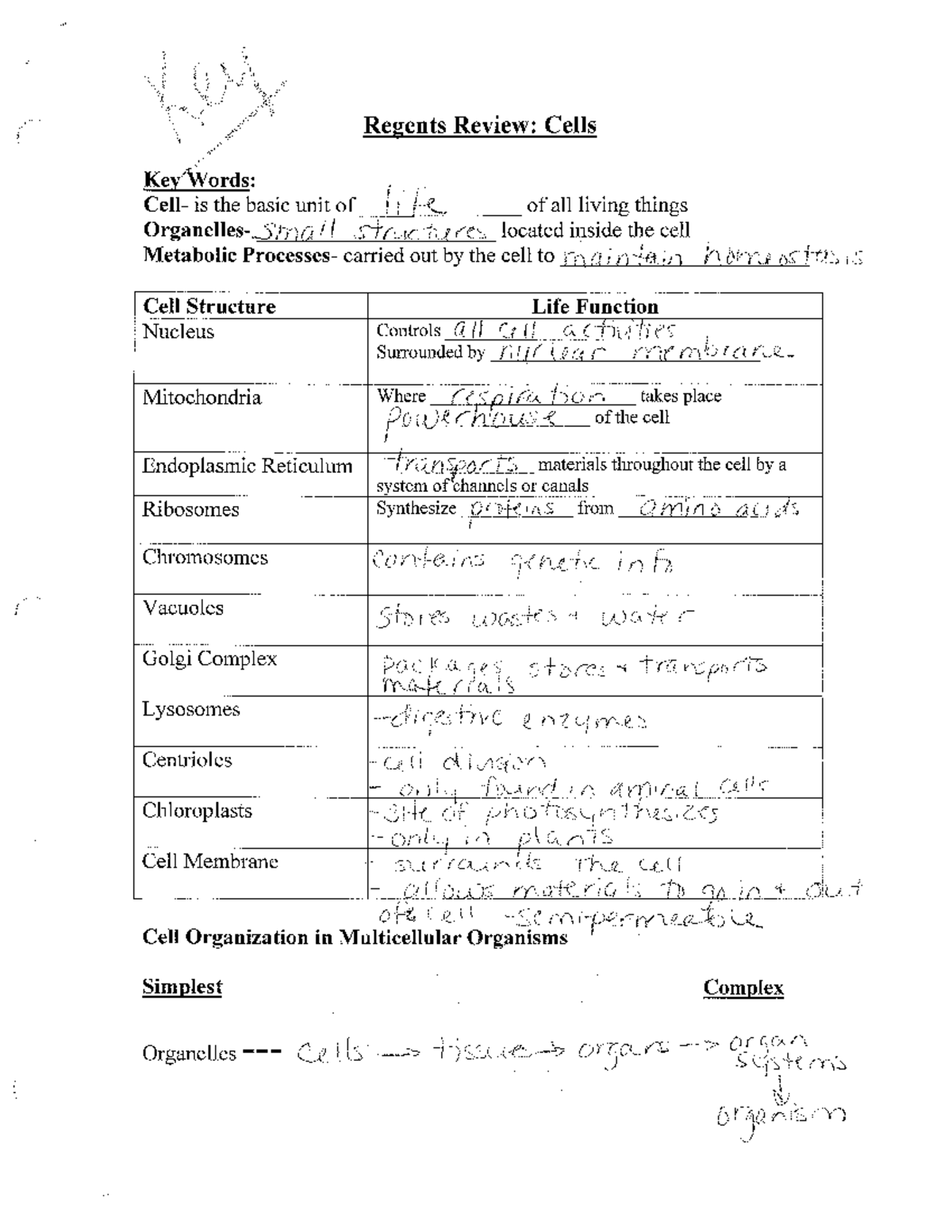 Study Guide Cells - hear Regents Review: Cells Key Words: is the basic ...