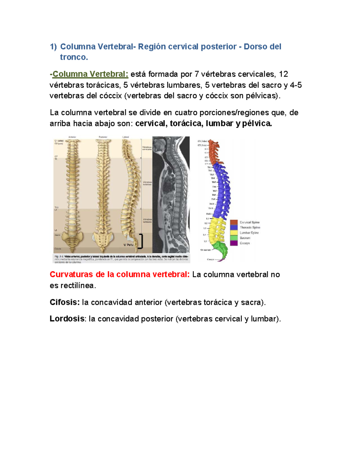 Tp2 Dorso(Columna Vertebral) - Columna Vertebral- Región cervical posterior - Dorso del tronco ...