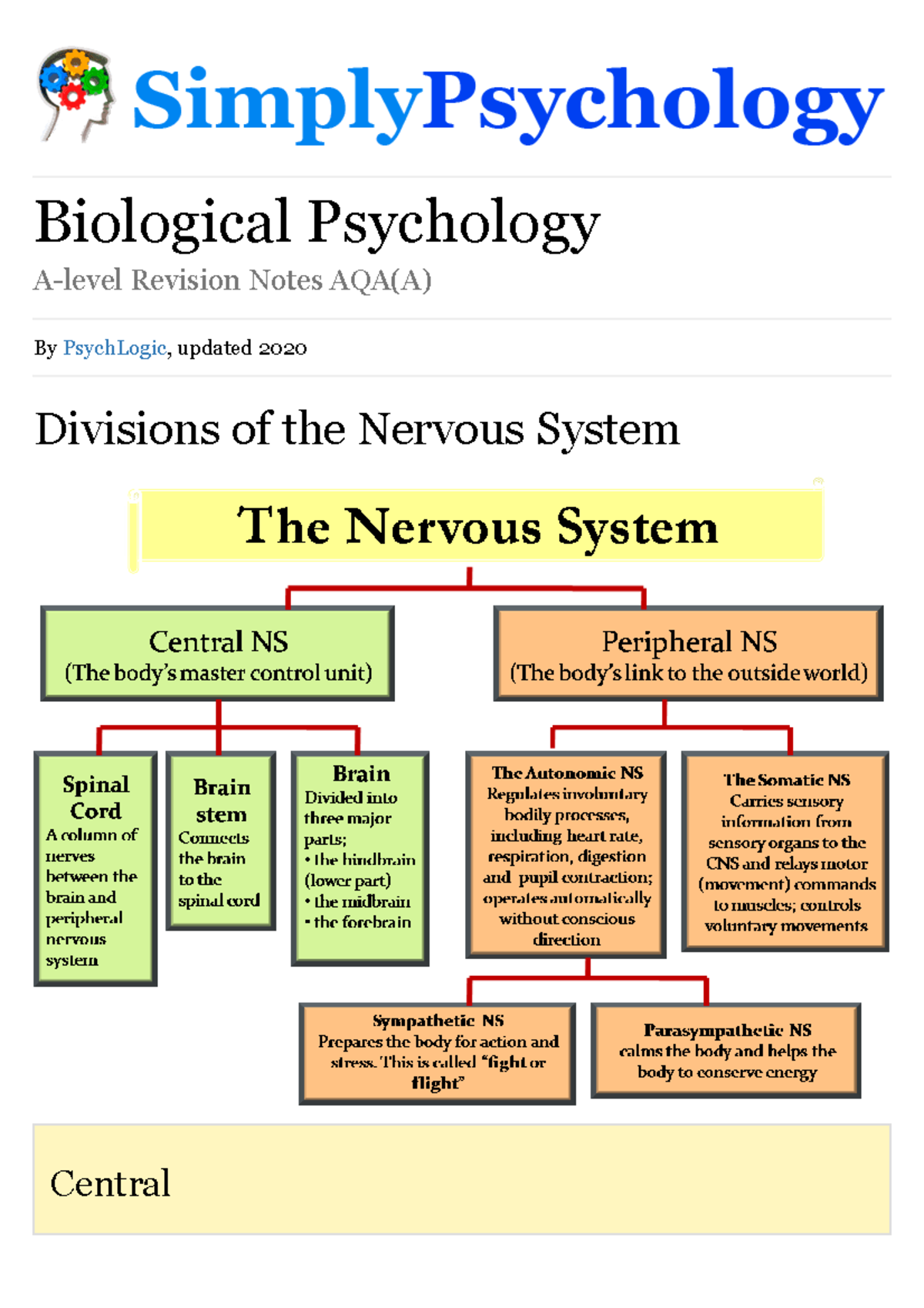 Biological Psychology - Biological Psychology A-level Revision Notes ...