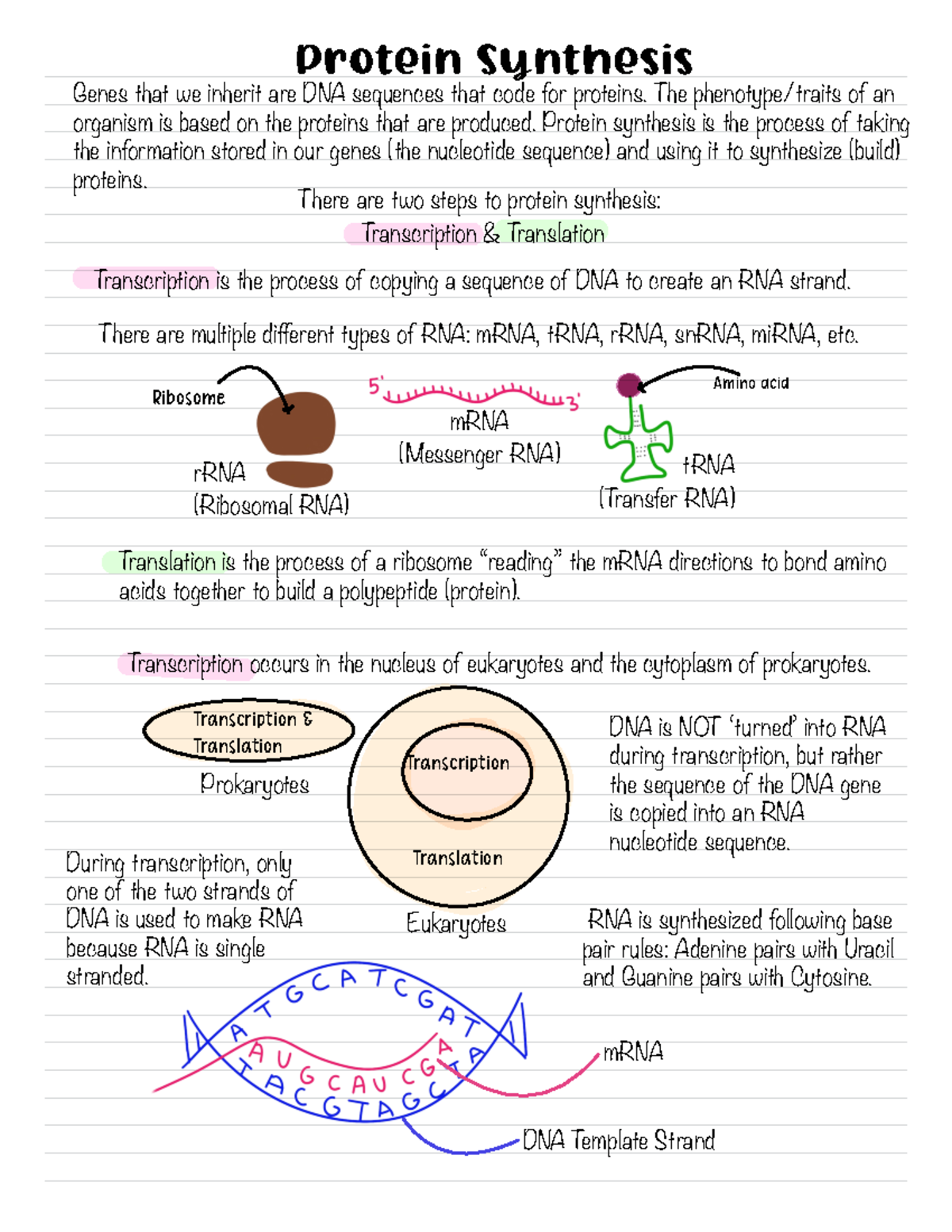 Protein Synthesis - These are class notes taken from Arlene Osorio's ...