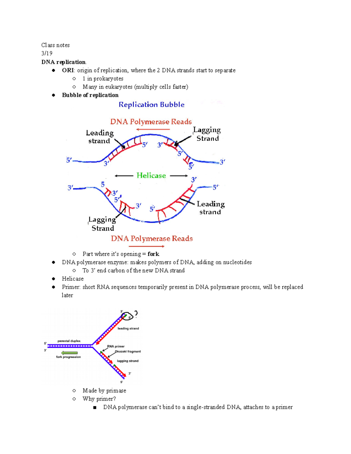 DNA Replication - Genomes and evolution lecture notes - Class notes 3 ...