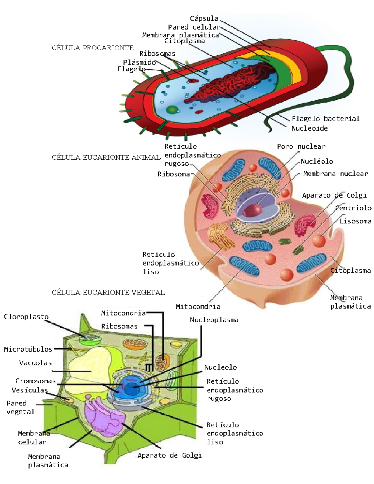 Celula - Cápsula Pared celular Membrana plasmática Citoplasma Ribosomas ...