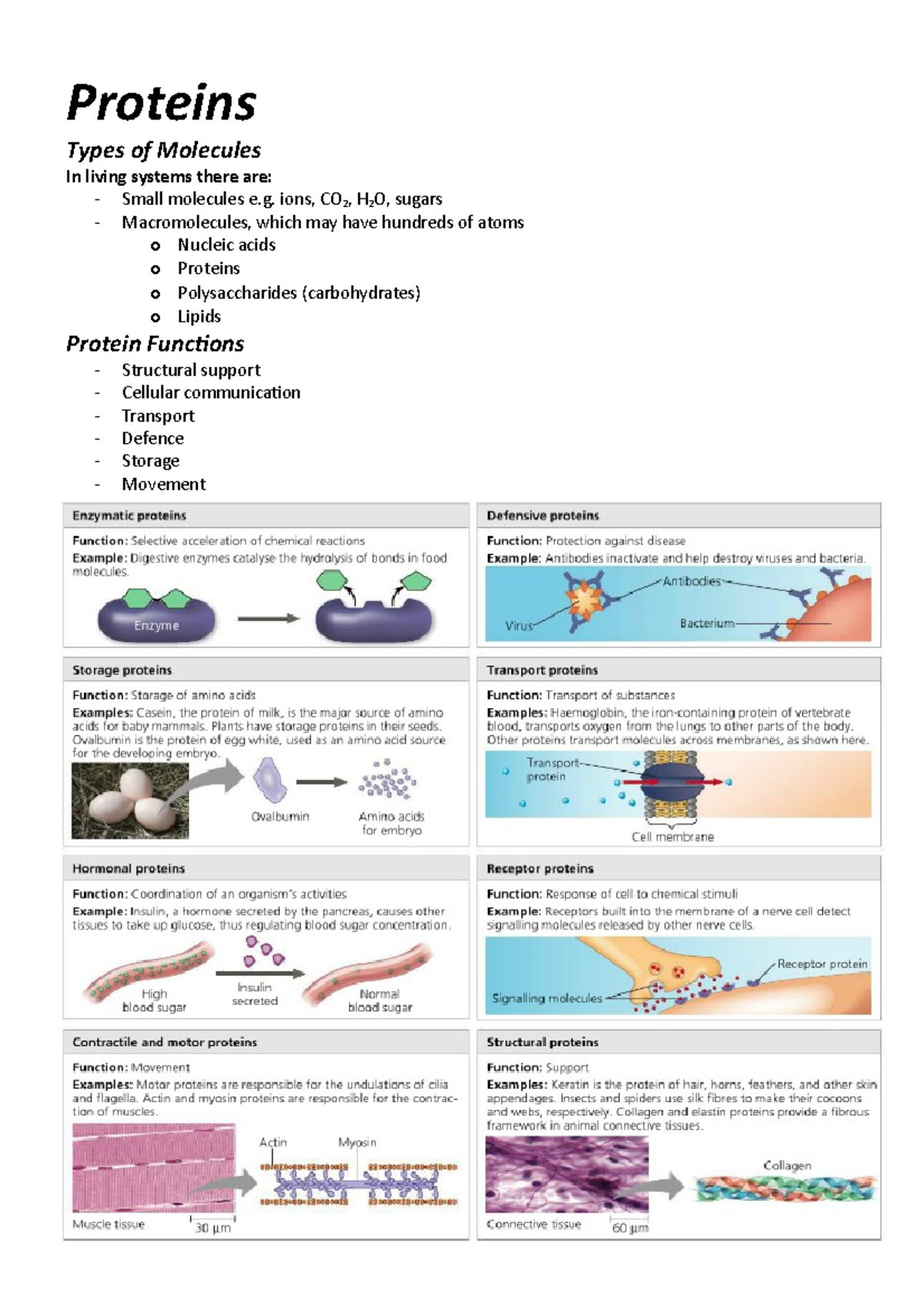 4. Proteins Summary - Proteins Types of Molecules In living systems ...