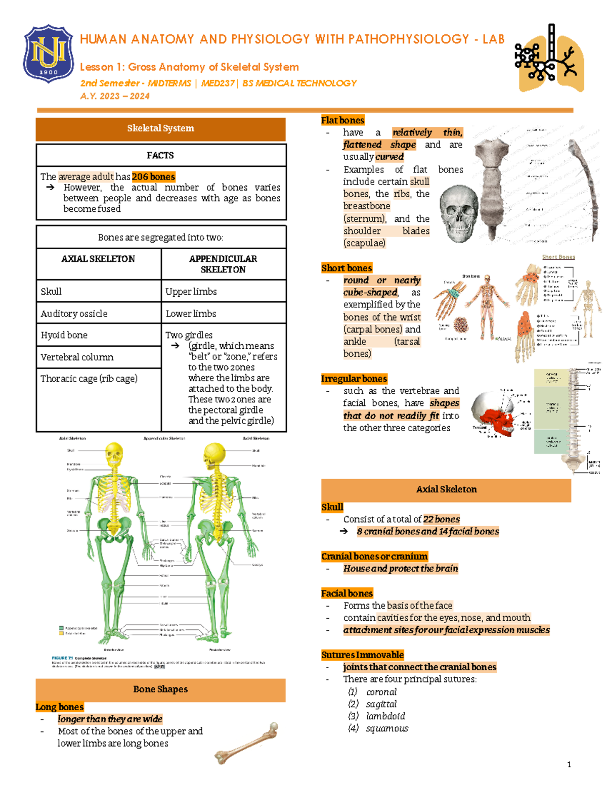 Lesson 1 Gross Anatomy of Skeletal System - HUMAN ANATOMY AND ...