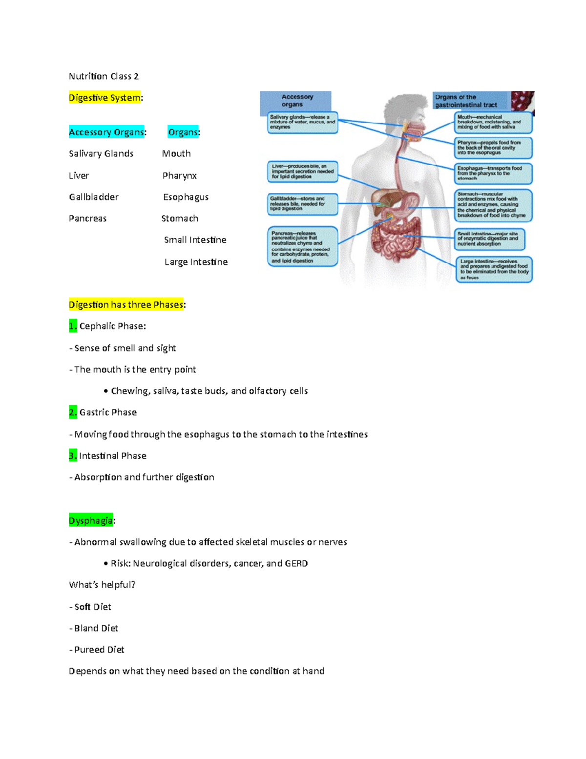 Nutrition Class 3 Digestive System - Nutrition Class 2 Digestive System ...