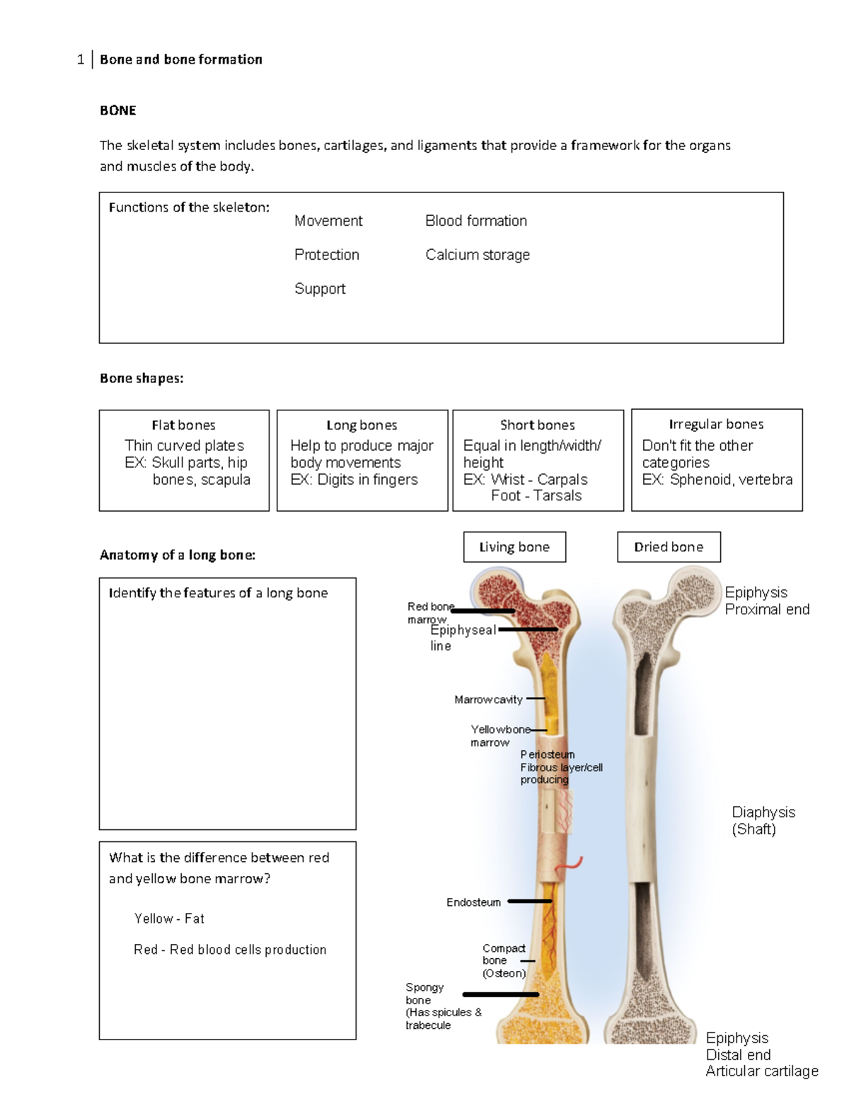 4. Bone and bone formation Handout - BONE The skeletal system includes ...