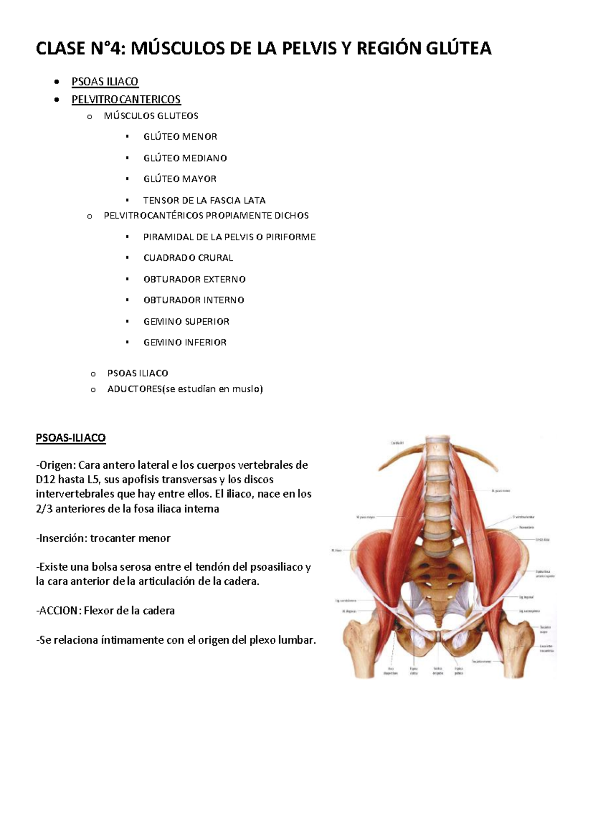 Clase 4 - Músculos de pelvis y región glutea-Músculos de muslo-Cto ...