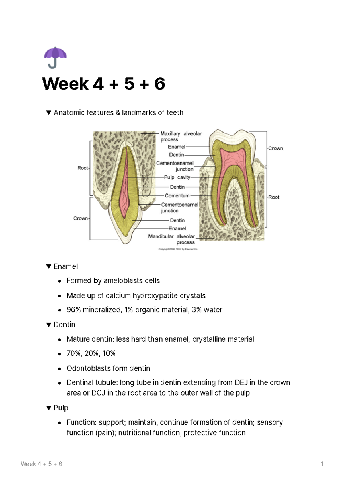 Week 4 5 6 - Anatomy, features & landmarks of teeth - ☂ Week 4 + 5 + 6 ...
