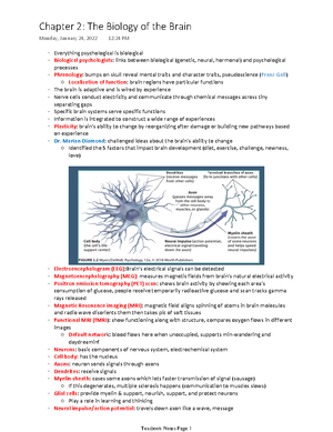 PSY 2301 Chapter 3 Notes - The Brain and the Nervous System - The Brain ...