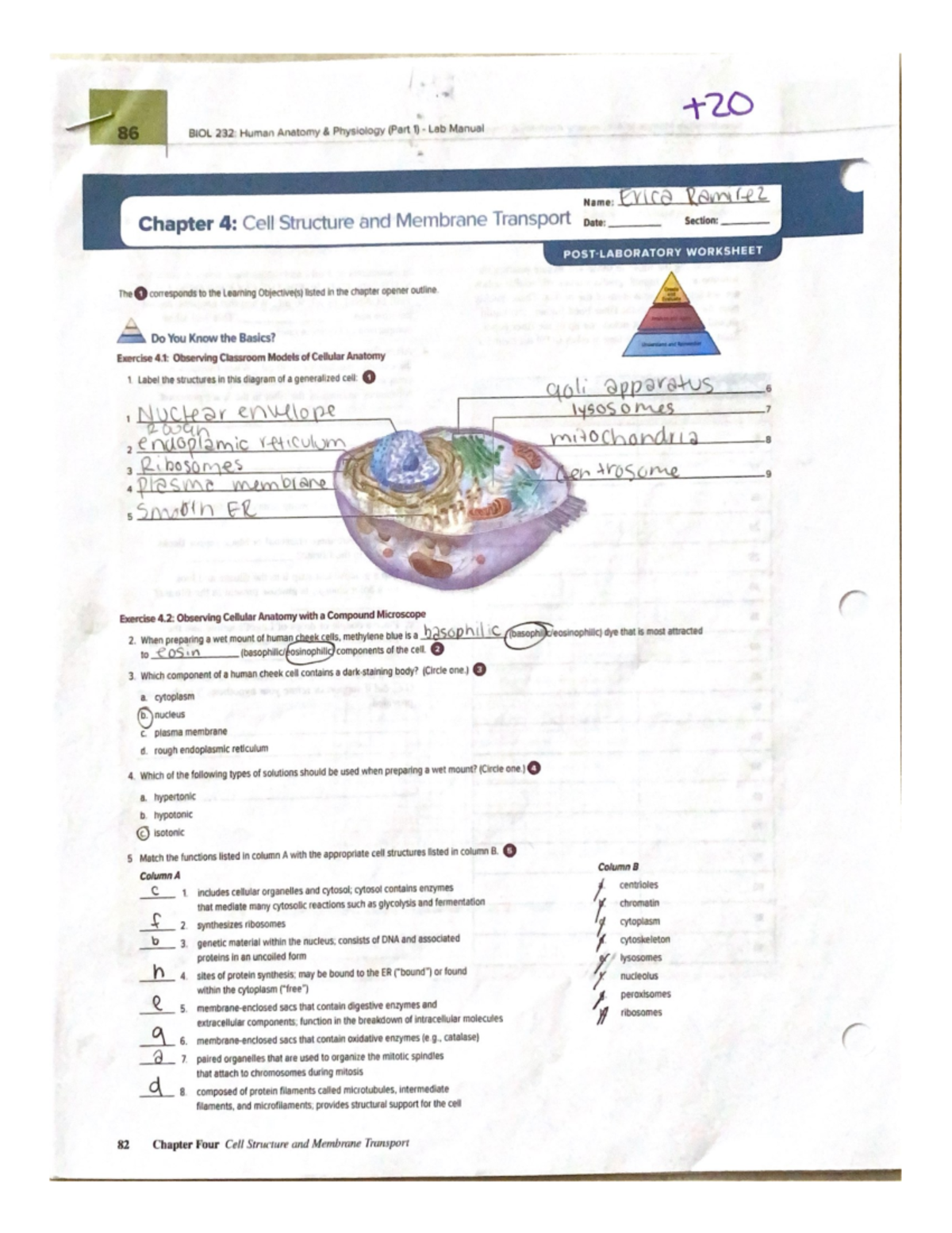 Chapter 4 Cell Structure And Membrane Transport - BIOL 232 - Studocu