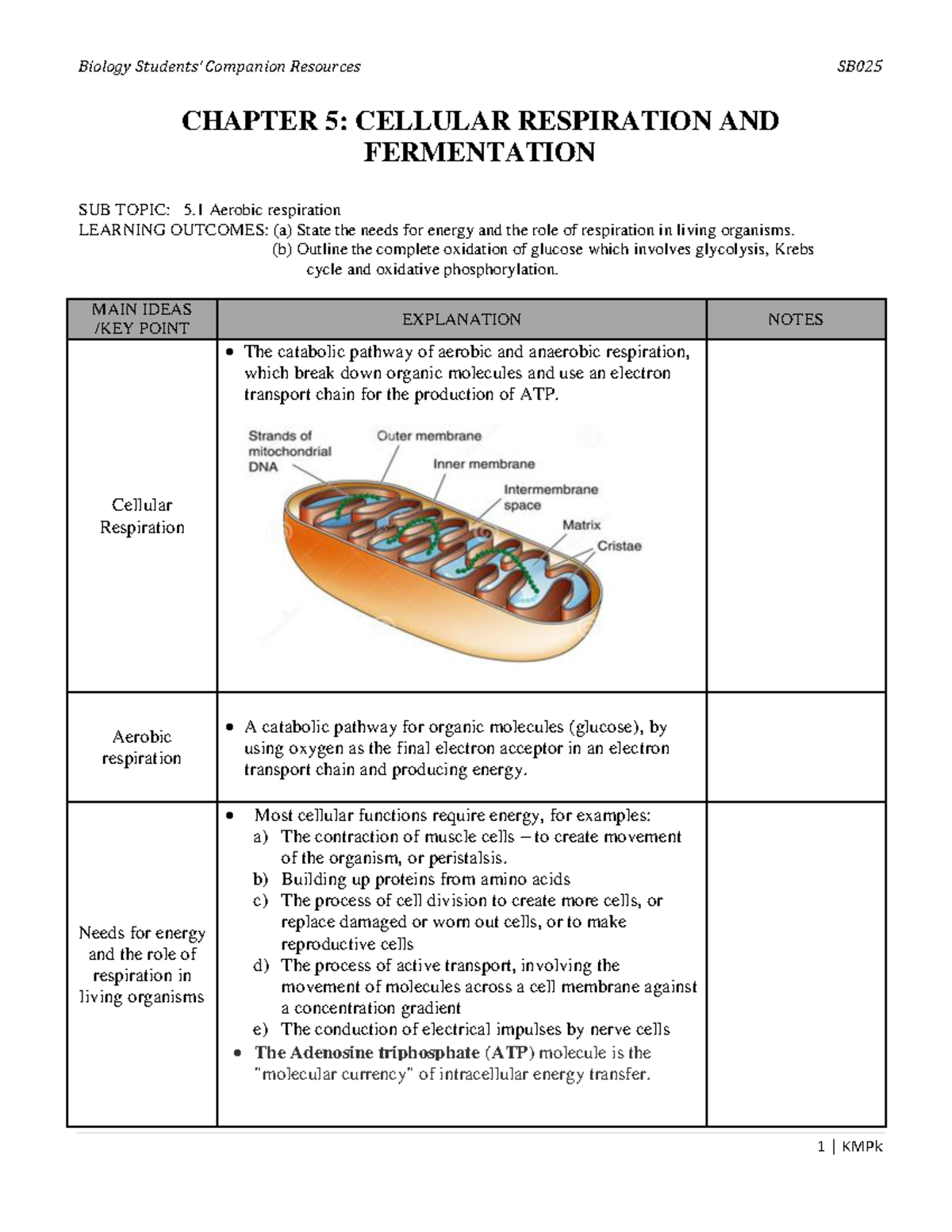 SB025 5. Cellular Respiration - CHAPTER 5: CELLULAR RESPIRATION AND ...