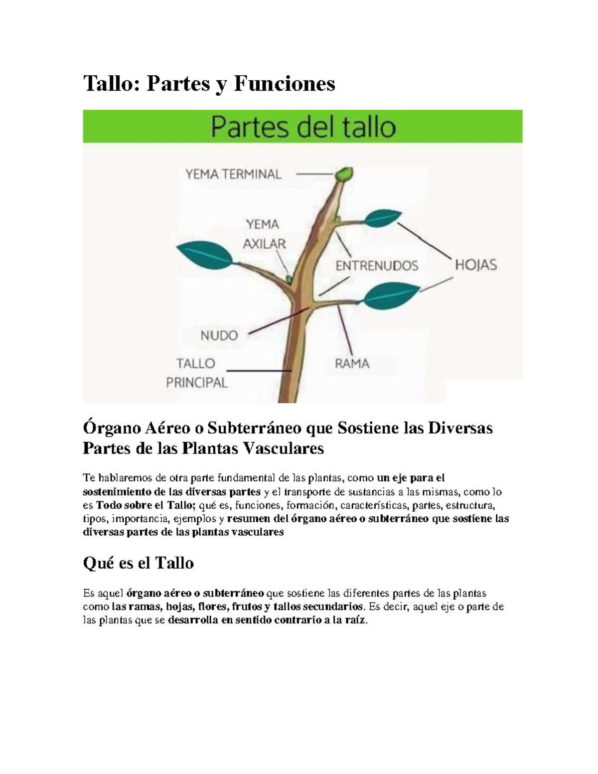 Talloy sus partes - ESTUDIAR - Tallo: Partes y Funciones Órgano Aéreo o ...